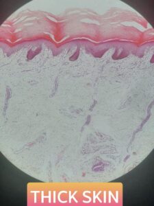 Histology Slides For MBBS 1st Year [With Identification Points ...